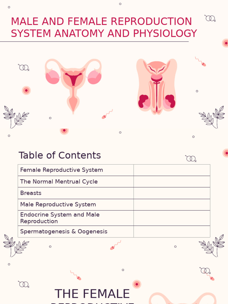 Chapter 4 Male Female Reproductive Anatomy and Physiology | PDF