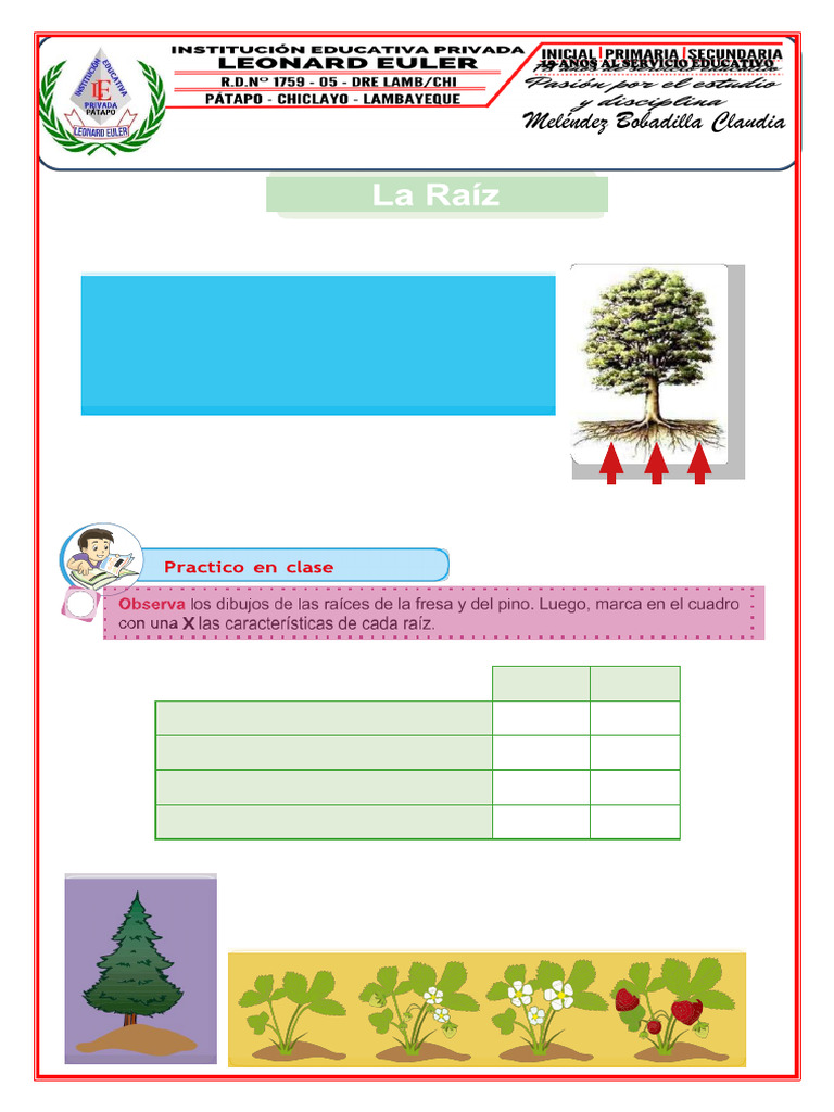 Raíz y Tallo | PDF