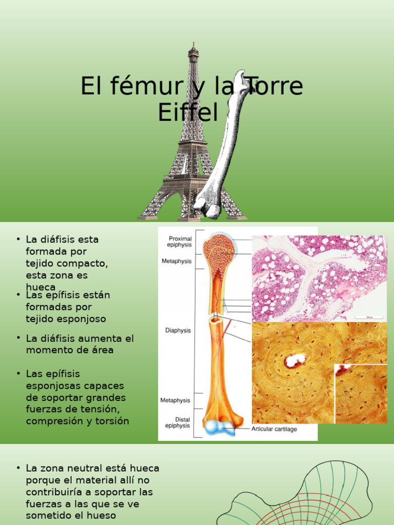 El Fémur y La Torre Eiffel | PDF