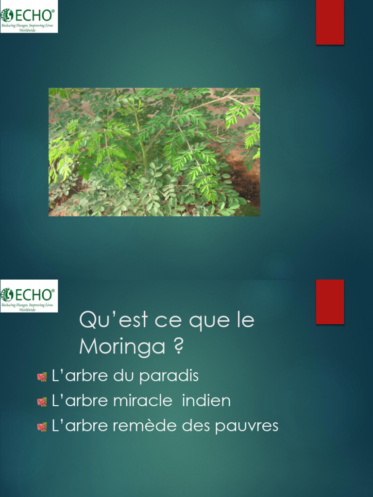 Le Moringa | PDF