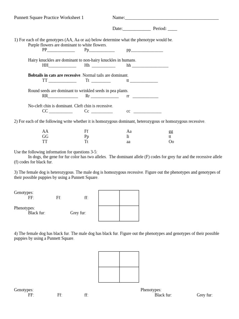 Punnett Square Ws Use 3 | PDF