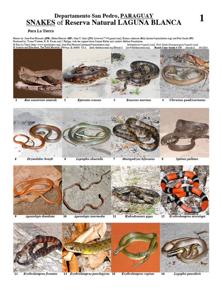 Serpientes San Pedro | PDF | Herpetología | Reptil