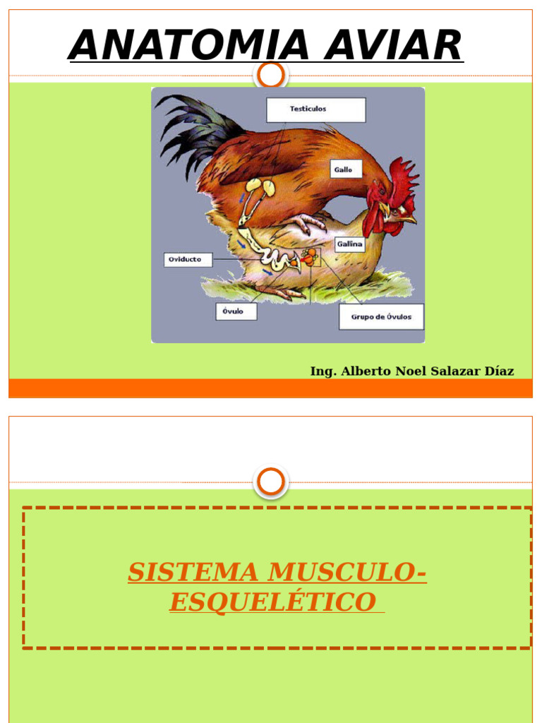 Anatomia de Las Aves | PDF