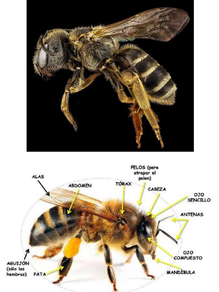 Partes de La Abeja | PDF