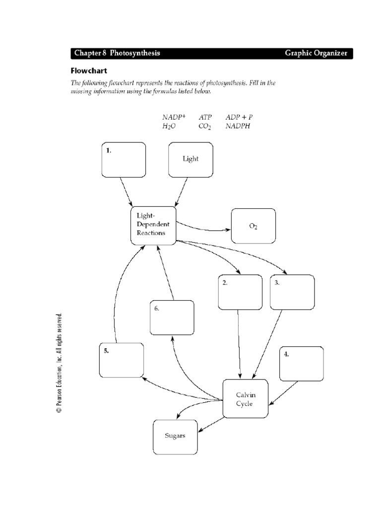 Graphic Organizer | PDF