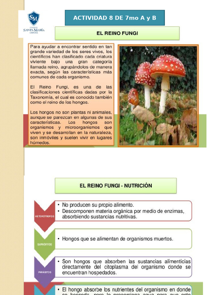 Reino Fungi | PDF | Tecnología