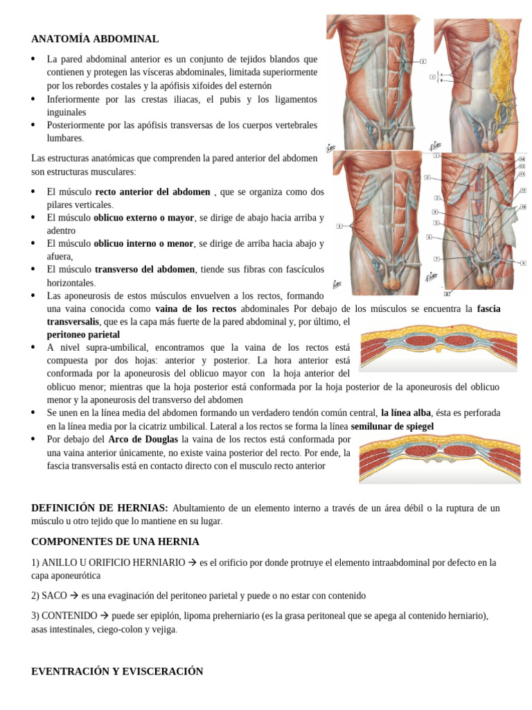 Hernias | PDF
