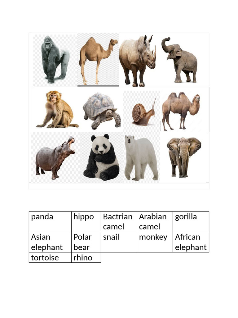 Animals | PDF