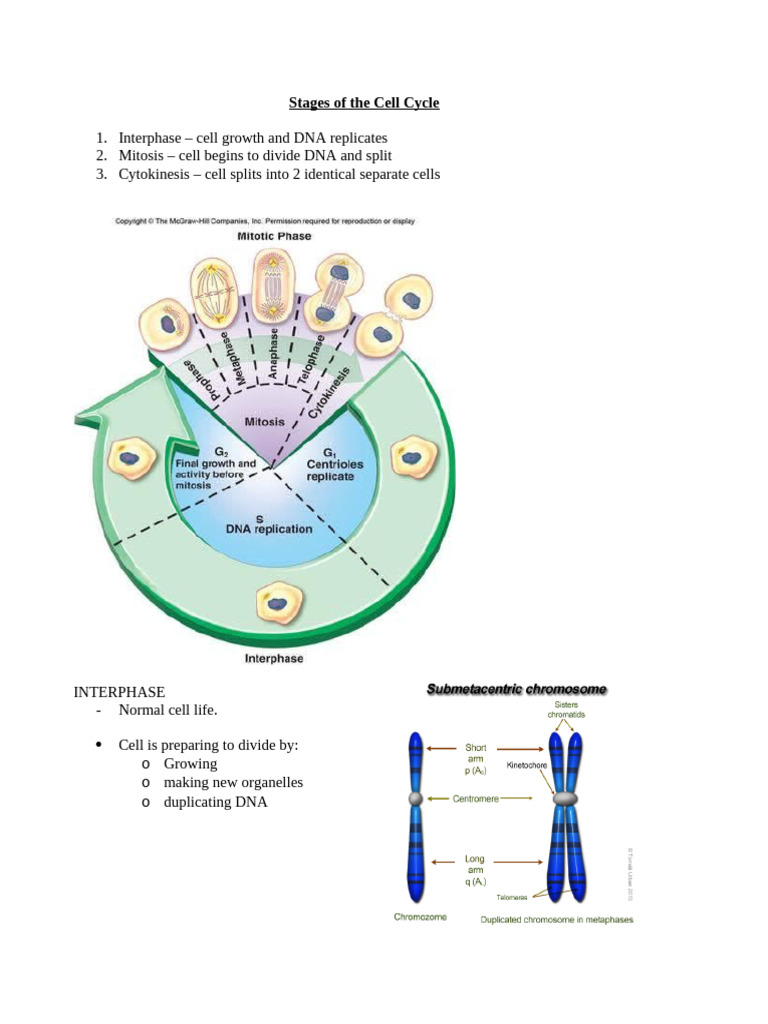 Stages of The Cell Cycle | PDF