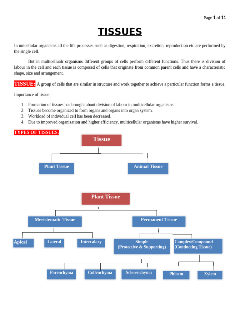 Notes on Tissue class 9th | PDF