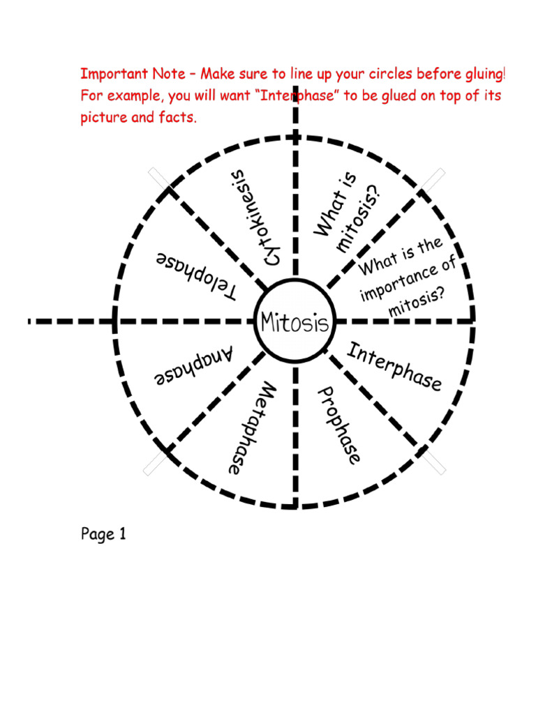 Mitosis Foldable-Activity | PDF