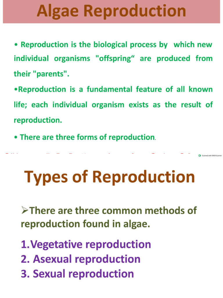 Reproduction in Algae | PDF