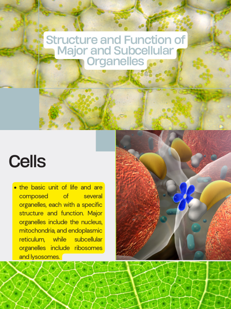 Structure and Function of Major and Subcellular Organelles | PDF | Cell ...