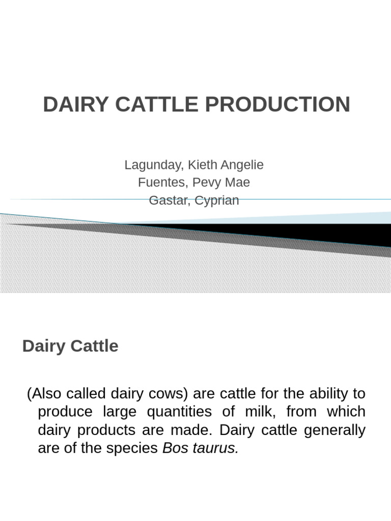 Dairy Cattle Production | PDF