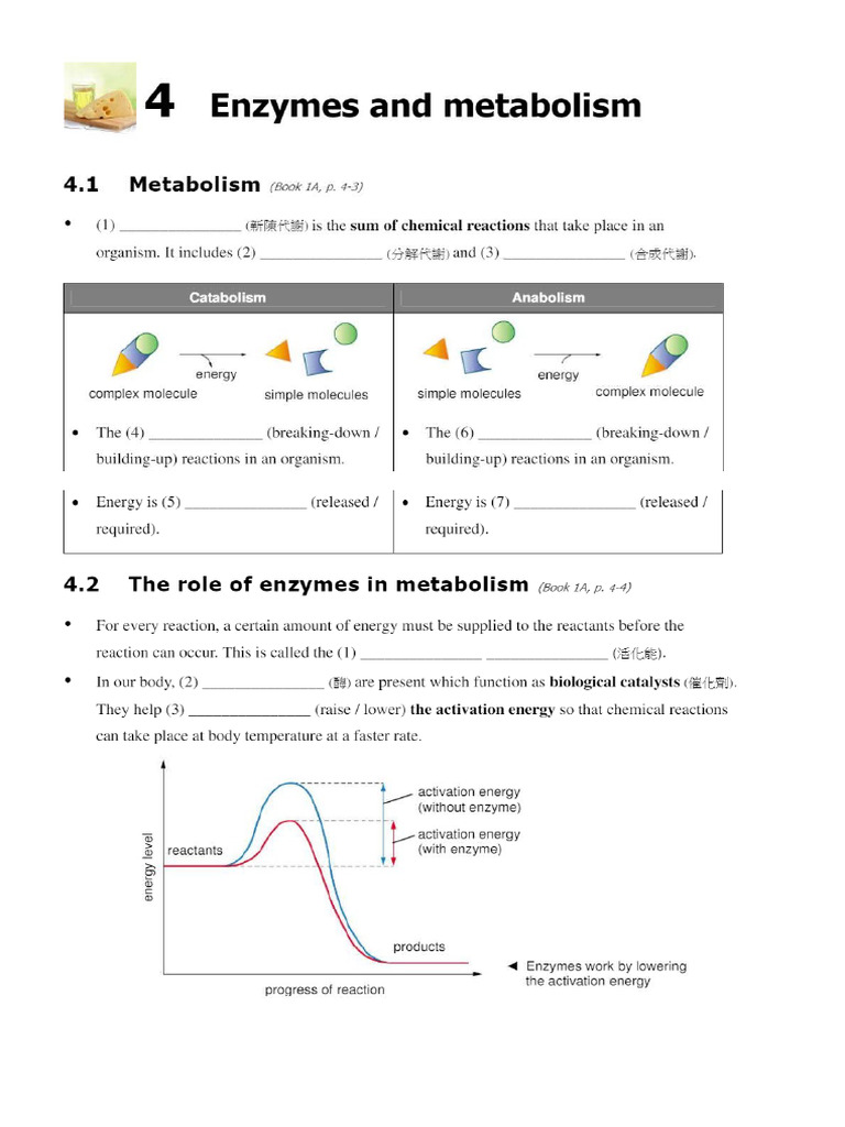 Bio 4 Enzyme Metabolism | PDF