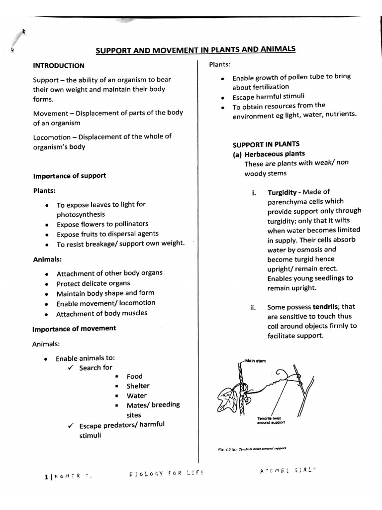 Support and Movement Komer | PDF