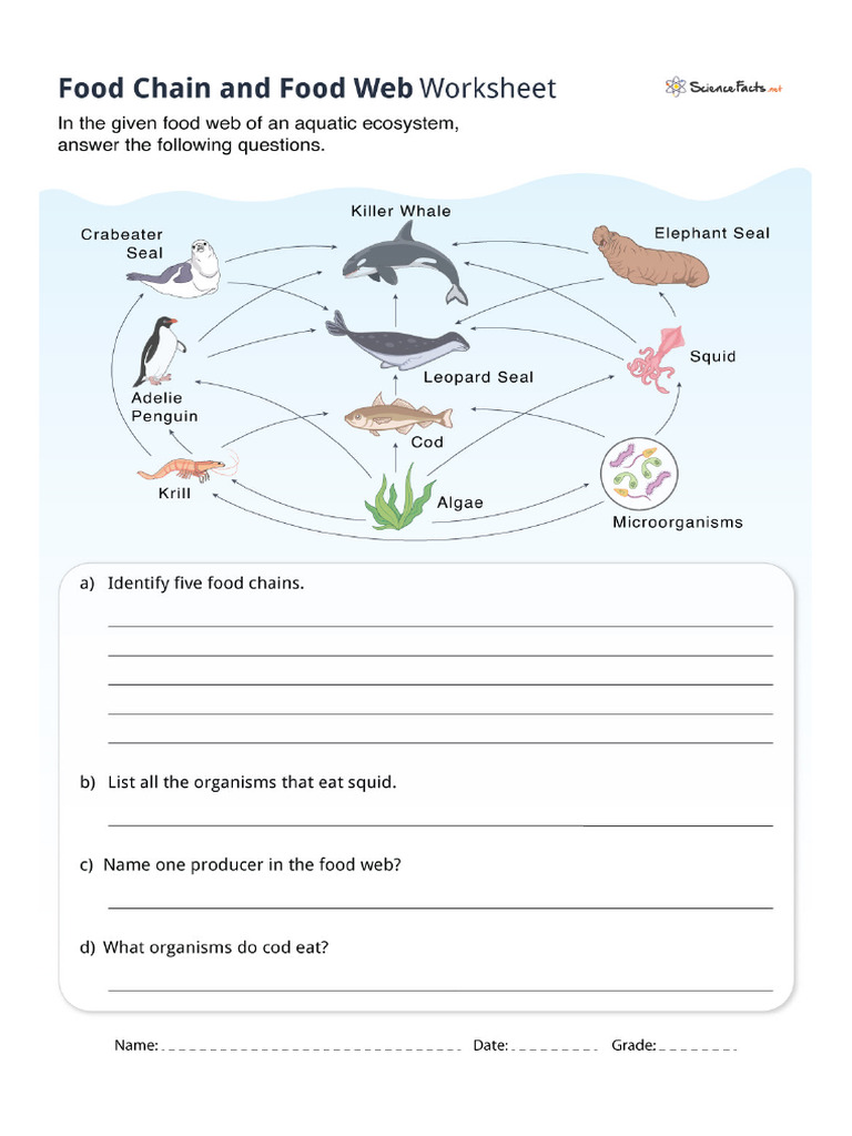 Skills - Food Chain and Web | PDF