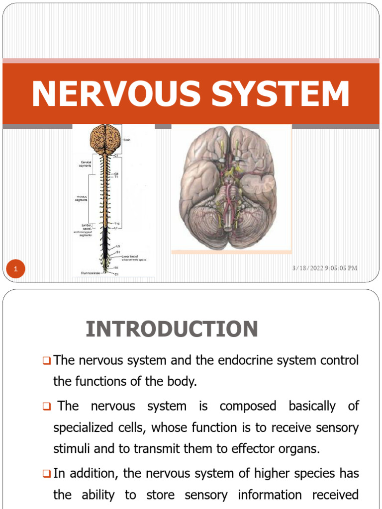 5 Nervous System | PDF
