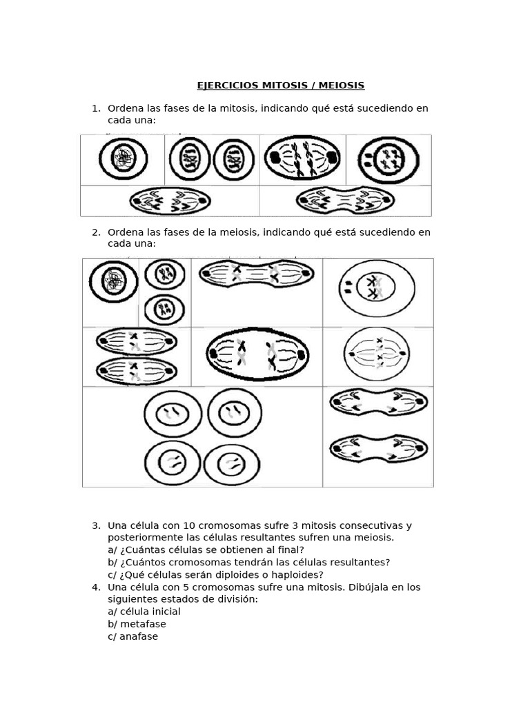 Ejercicios Tema 1 Mitosis y Meiosis | PDF