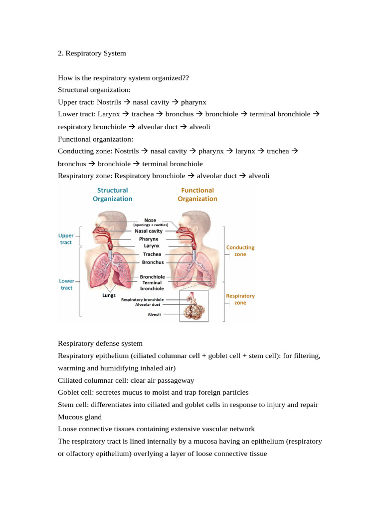 Respiratory System Notes | PDF