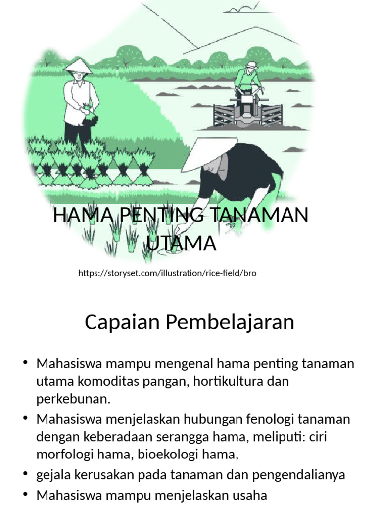Hama Padi Dan Pengelolaannya | PDF