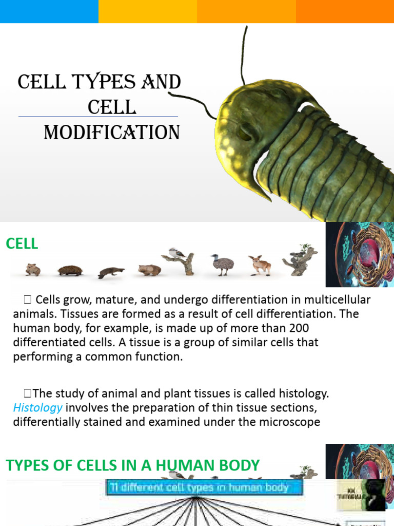 Cell Types and Modification.pptx | PDF
