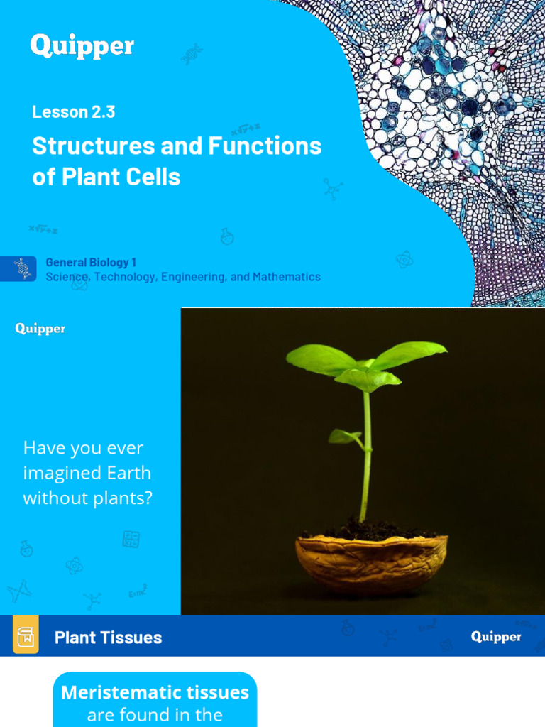 Plant Tissue Pdf Pdf Tissue Biology Science Mathematics