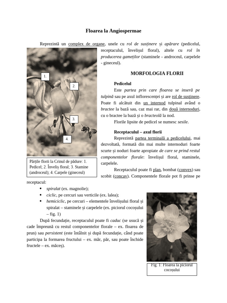 Floarea La Angiosperme Morfologie1 | PDF