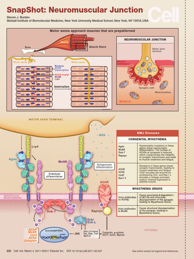 SnapShot Neuromuscular Junction - Cell | PDF | Neuromuscular Junction ...