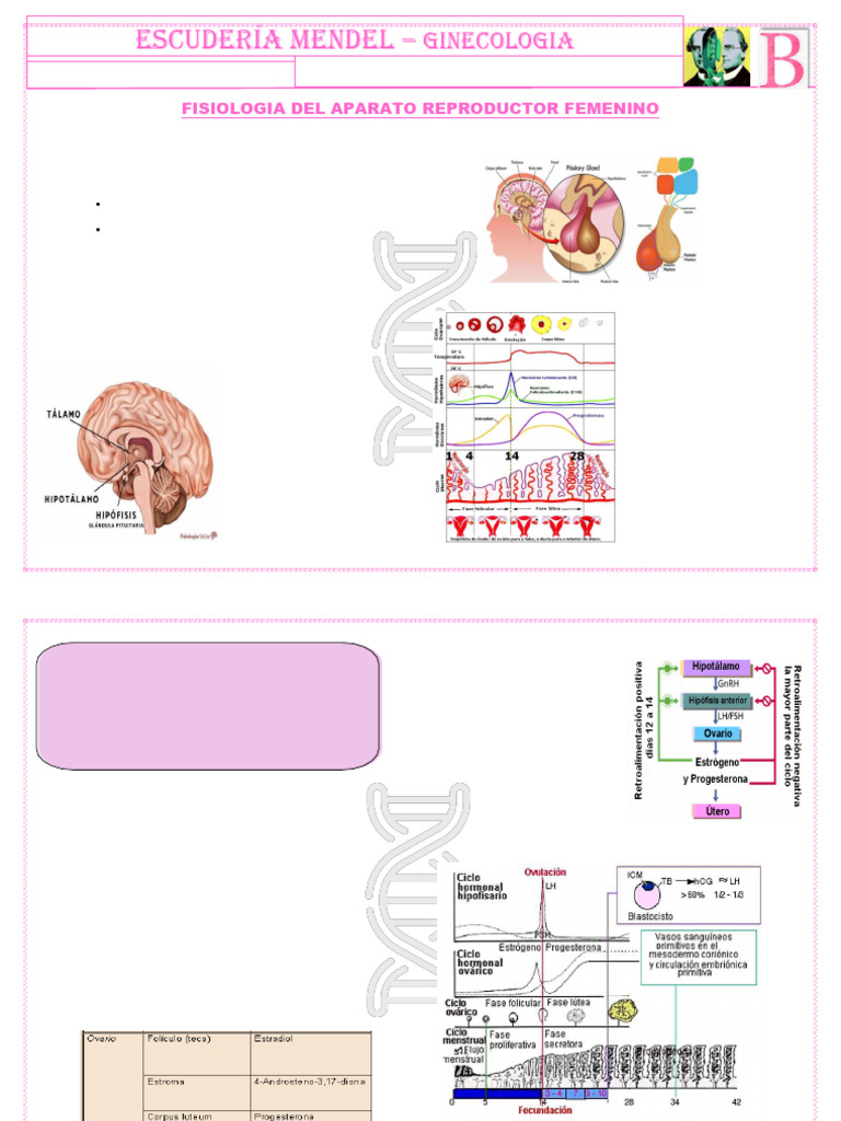 G-02-Fis Ap Rep Femenino | PDF