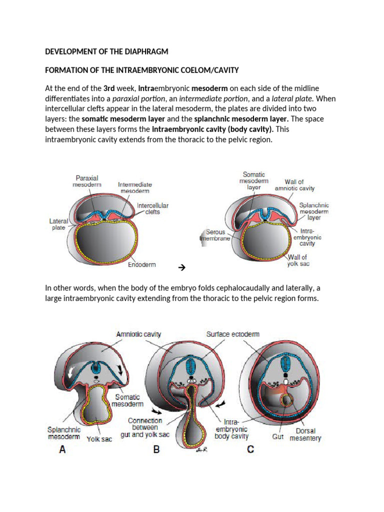 Development of The Diaphragm-1 | PDF | Anatomy | Thorax (Human Anatomy)