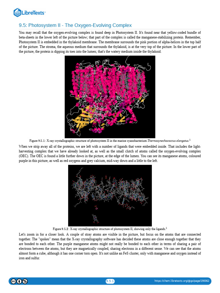 Photosystem II: Oxygen-Evolving Complex | PDF | Redox | Hydroxide