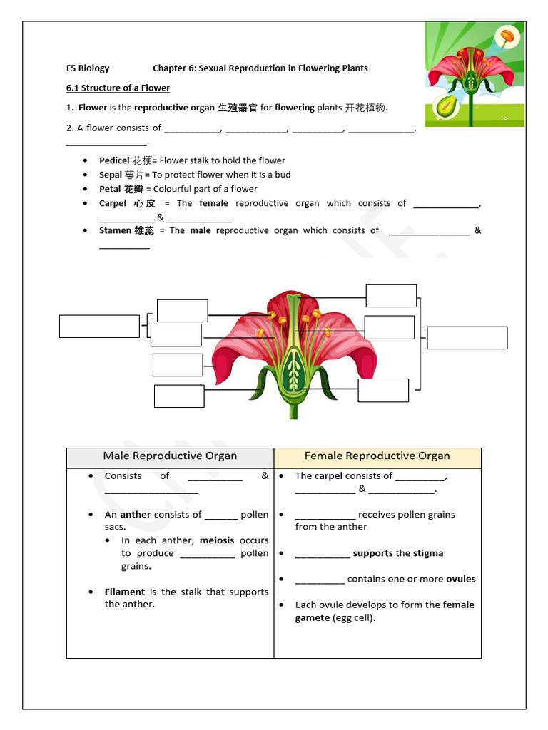 Chapter 6- Sexual Reproduction in Flowering Plants | PDF