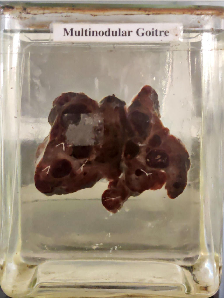 Path Specimens All Blocks Pdf