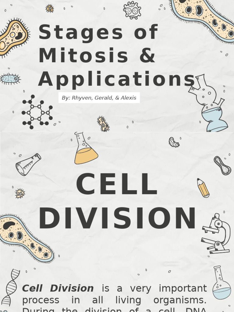 Mitosis | PDF