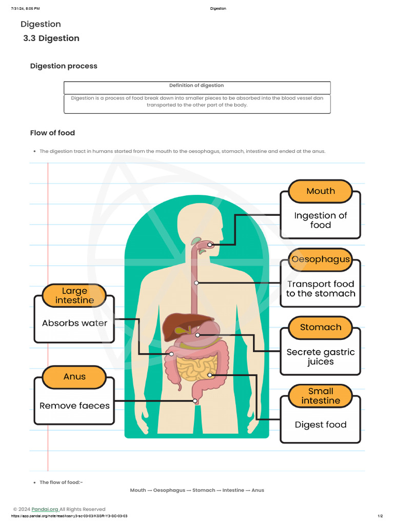 Digestion | PDF