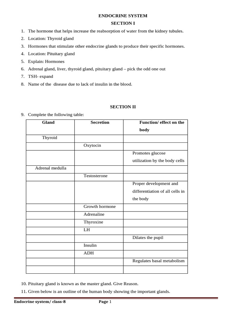 Worksheet - Endocrine System | PDF