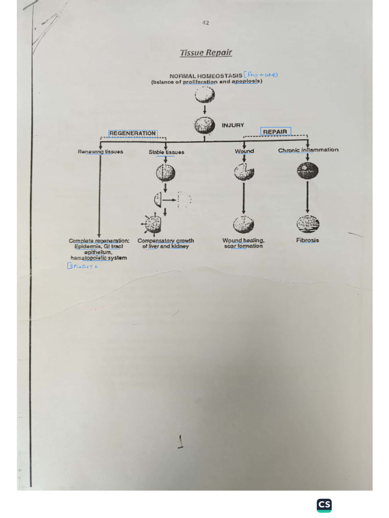 Pathology (Tissue Repair) | PDF