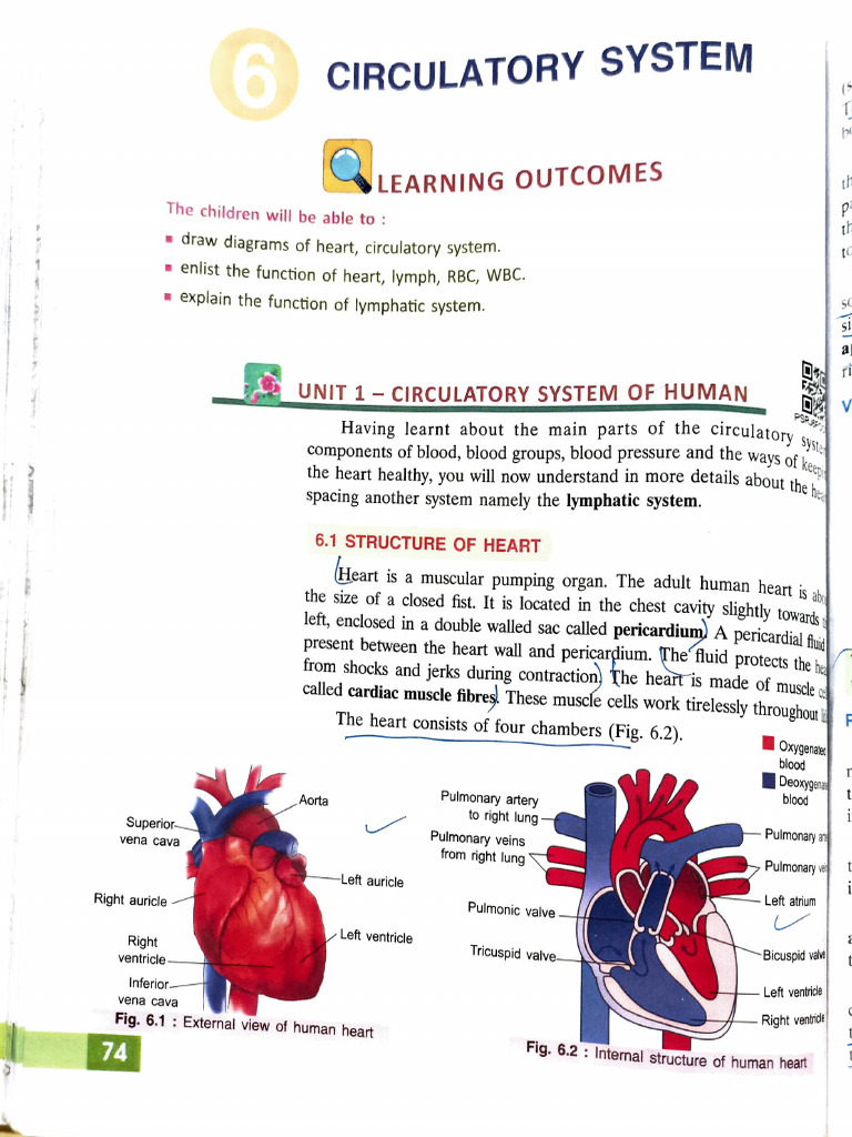 Bio Circulatory System | PDF