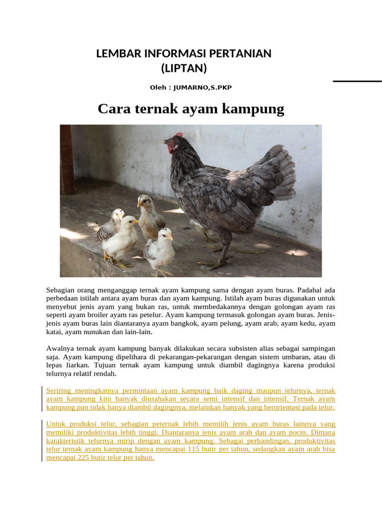 Beternak Ayam Kampung | PDF