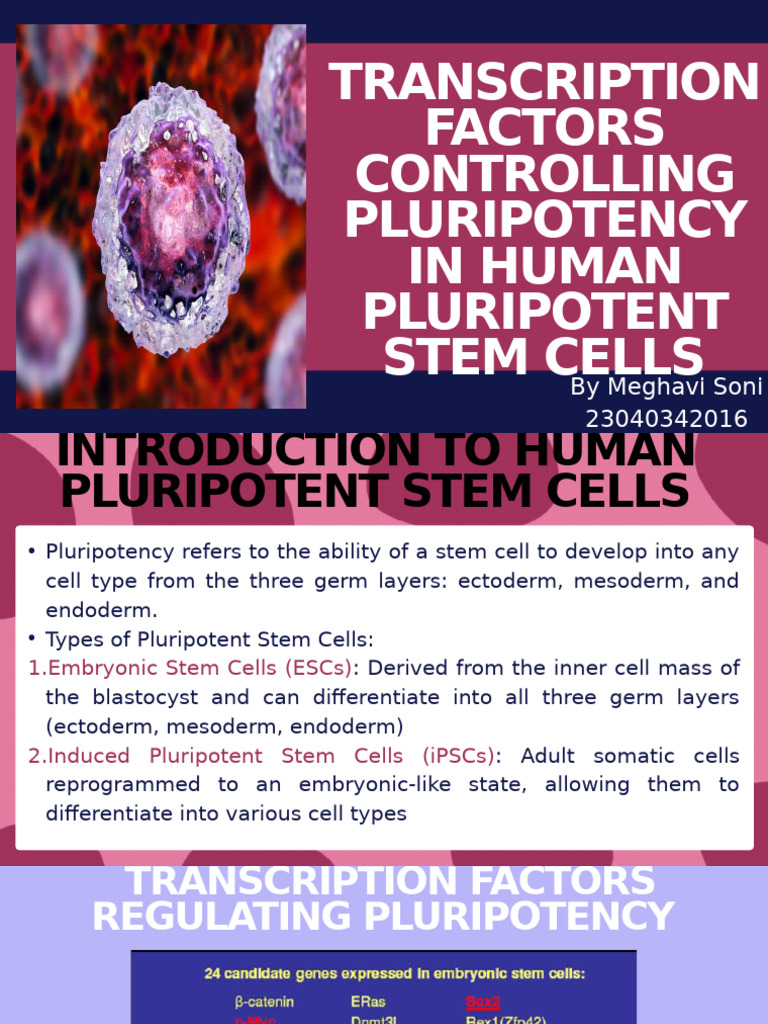 Meghavi Soni Stem Cell Presentation | PDF | Cell Potency | Self-Improvement