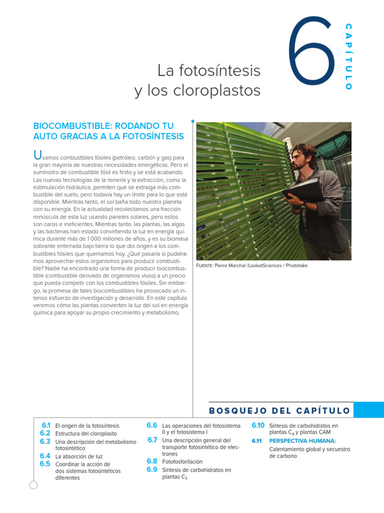 Respiracion Celular y Fotosintesis-32-54 | PDF