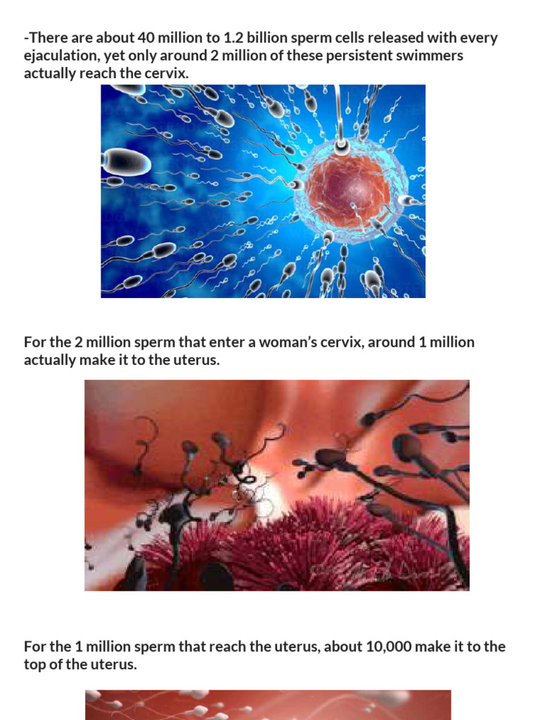 Human Reproduction | PDF