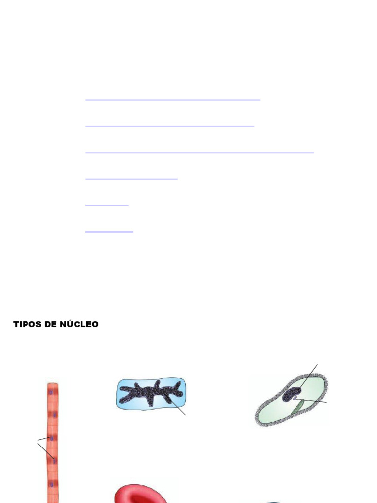 Em 1 Serie Slide2 De Biologia Nucleo E Divisao Celular 08 06 2020 Pdf