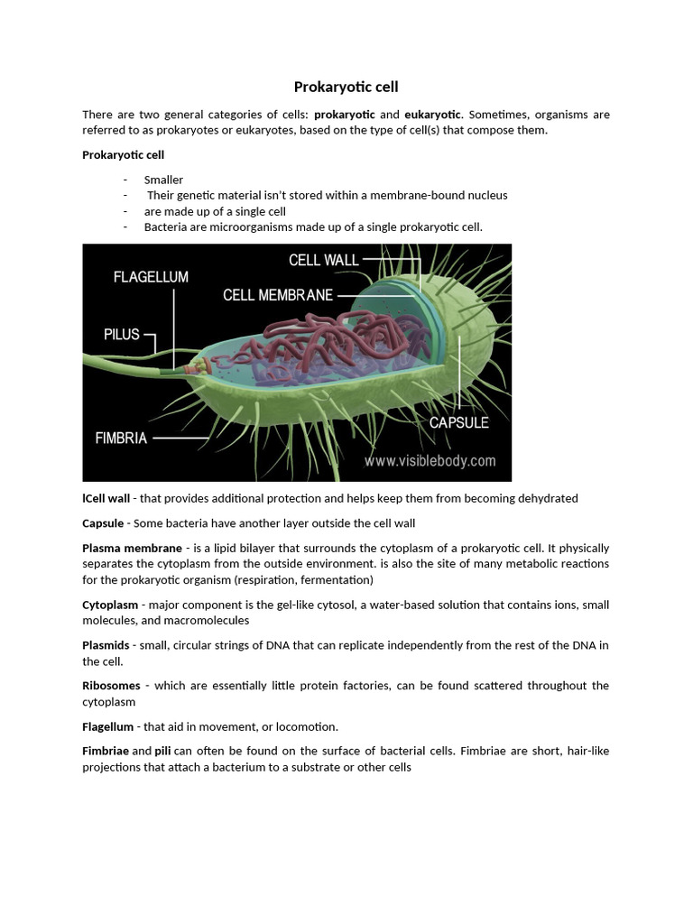 Prokaryotic Cell | PDF