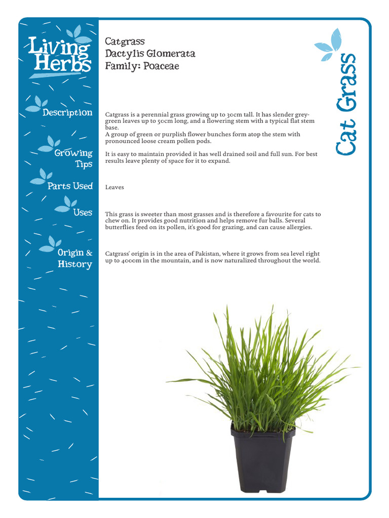 Cat Grass Fact Sheet | PDF