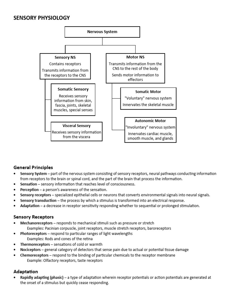 Sensory Physiology | PDF