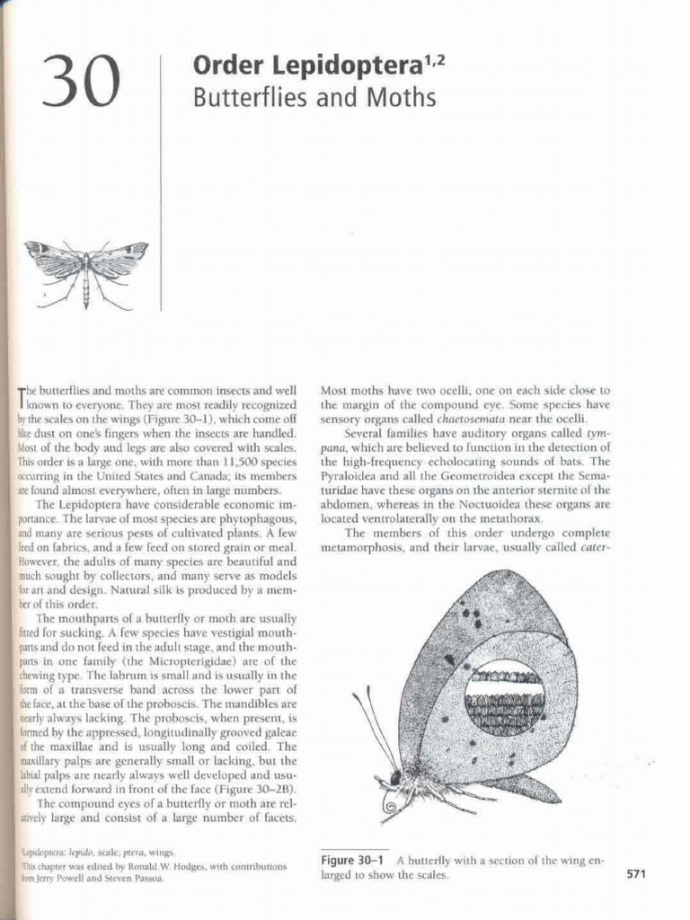 (LEPIDOPTERA) Triplehorn Dan Johnson. 2005. Borror and Delong's Introduction To Study of Insects ...