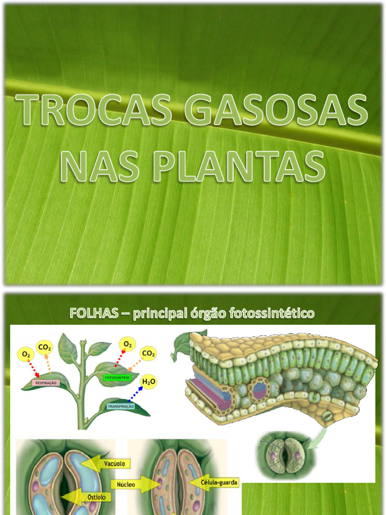 B10_PPT7_Trocas e Transporte Nas Plantas (2) | PDF