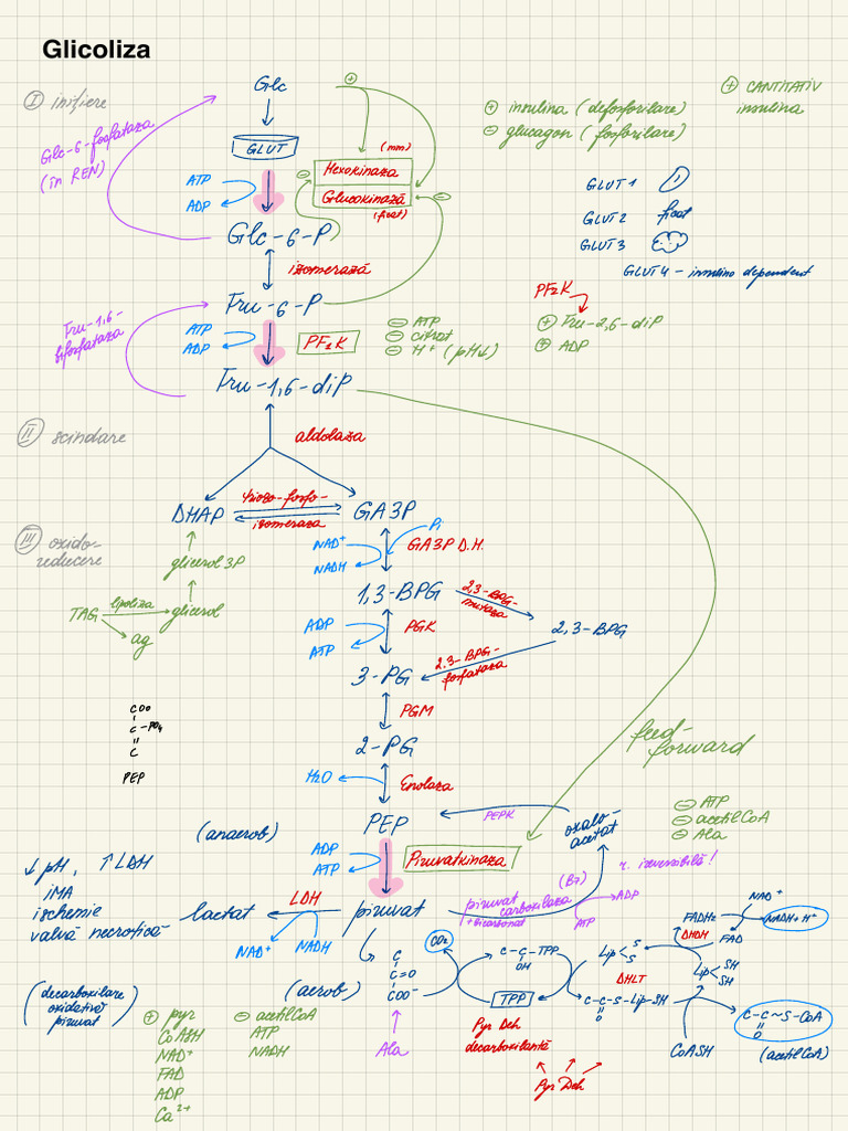 Metabolism Glucidic | PDF | Adenosine Triphosphate | Nicotinamide ...